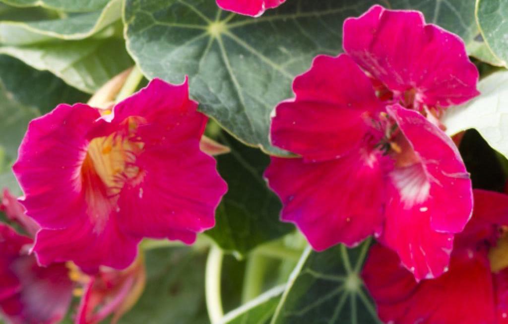 Capucine 'Baby Deep Rose' Tropaeolum majus